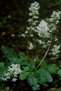 Crûg Farm Nursery - Pteridophyllum racemosum