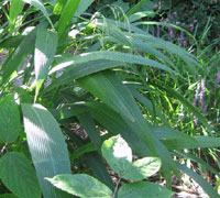 Crûg Farm Nursery - Setaria aff. palmifolia BWJ8132