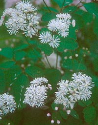 Crûg Farm Nursery - Thalictrum yunnanense